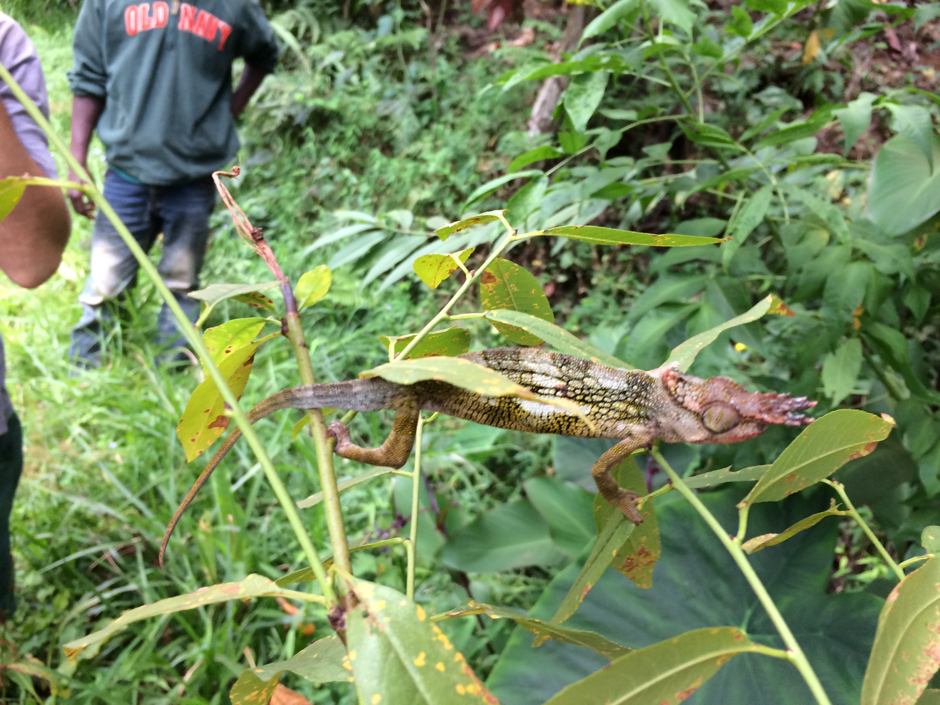 Kilimanjaro – Danica's Small World